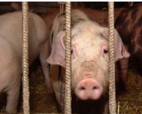 See the reason why you should stop eating pork meat immediately - No ...